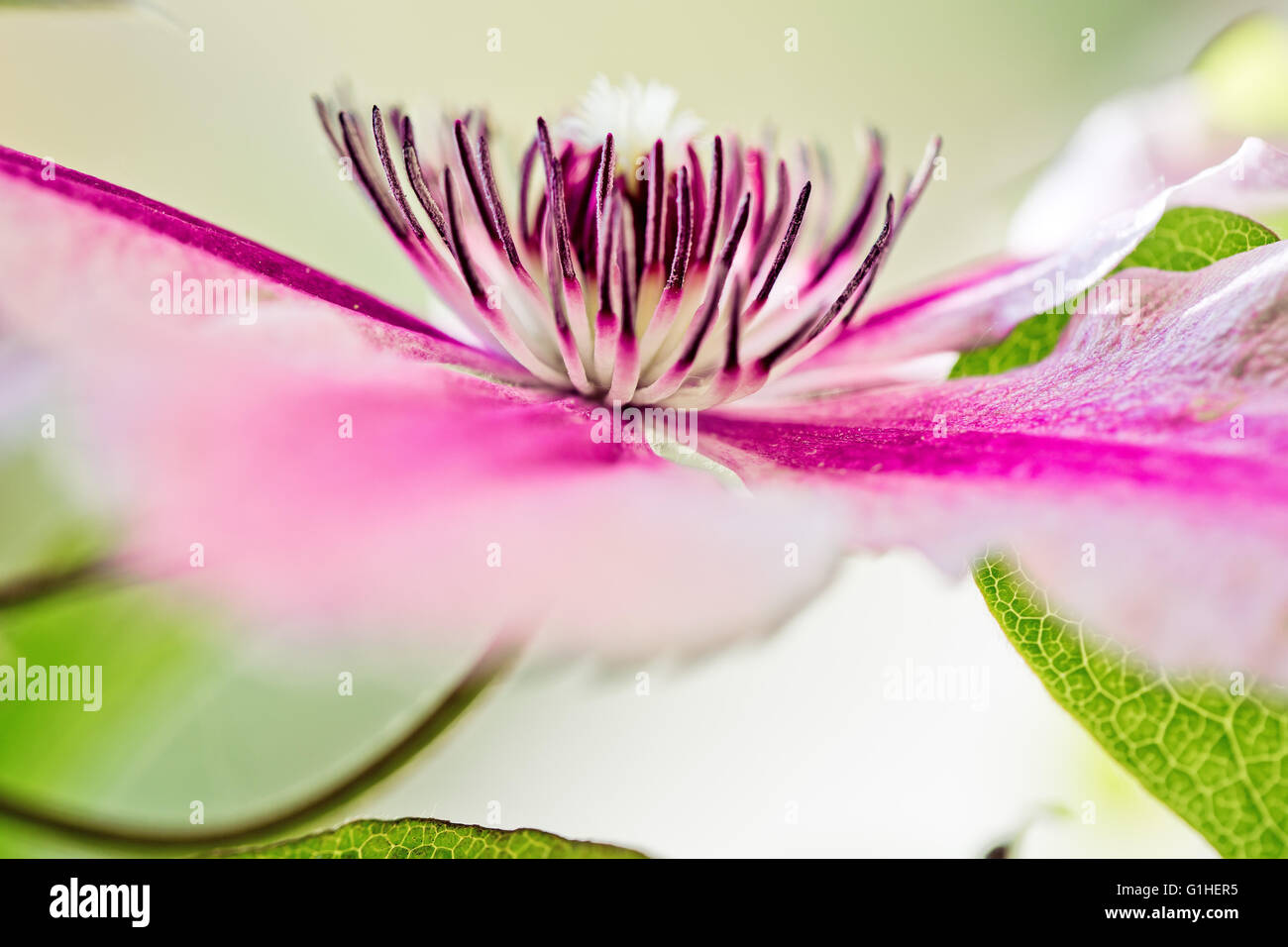 Pink clematis blossom hi-res stock photography and images - Alamy