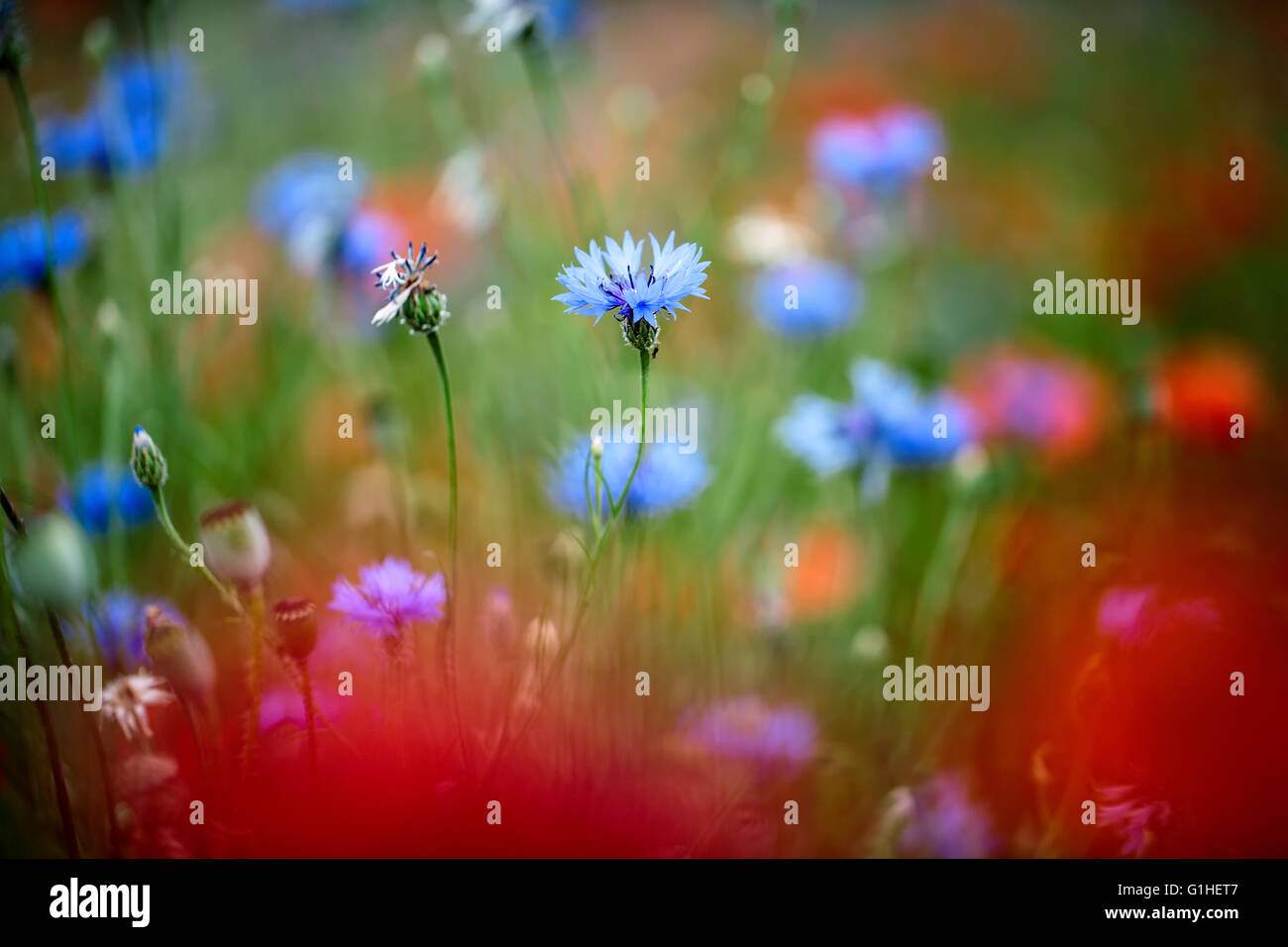 Bright Blue Corn Flowers on the Field in Summer at a Sunny Day Stock ...