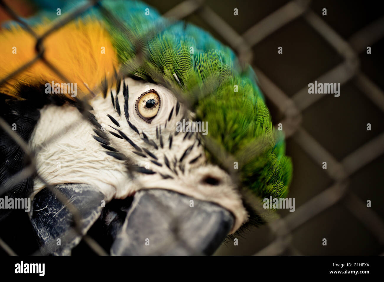 Yellow ara hi-res stock photography and images - Alamy