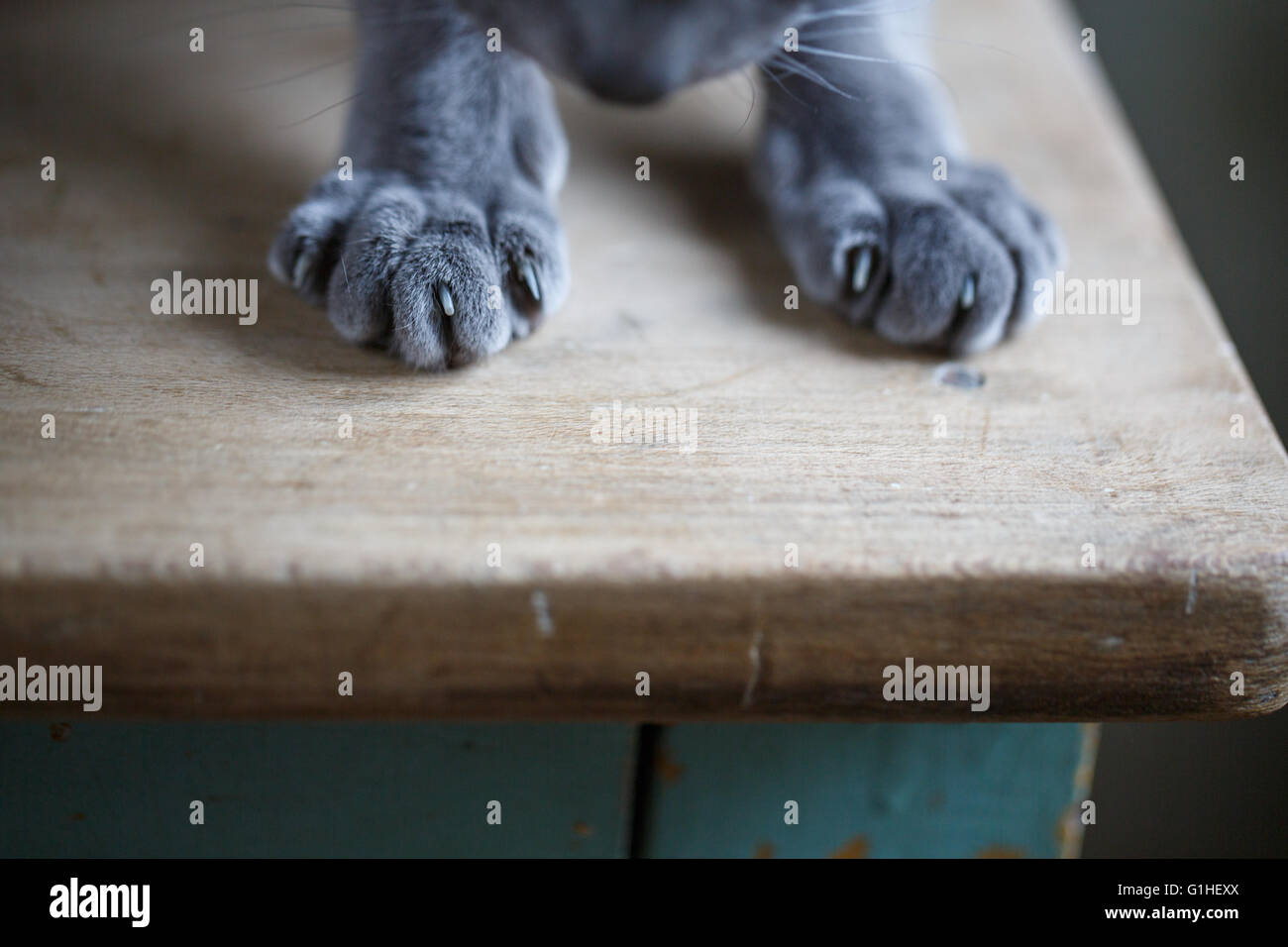 Cat paw hi-res stock photography and images - Alamy