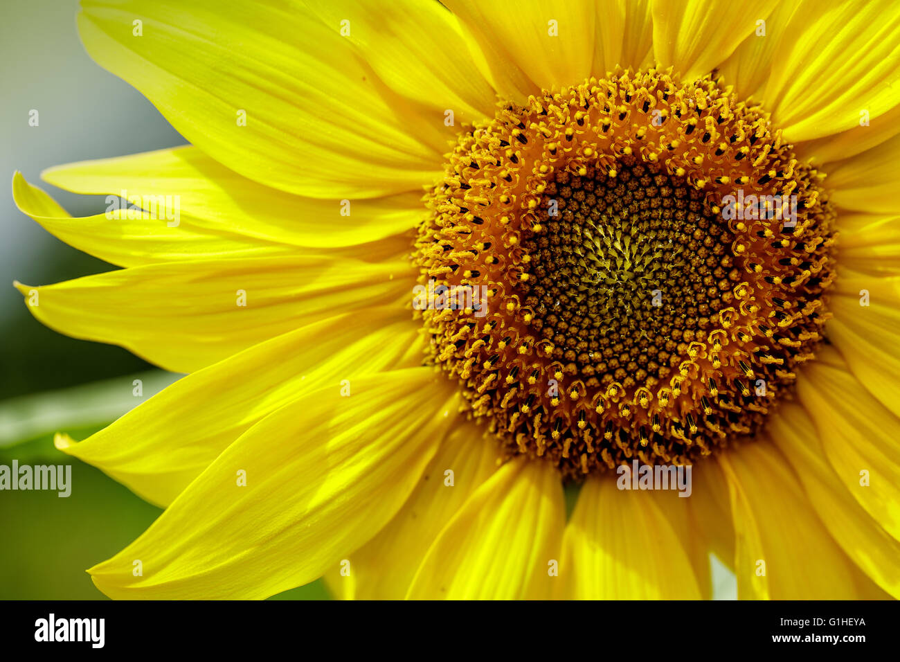 Large sunflower hi-res stock photography and images - Alamy