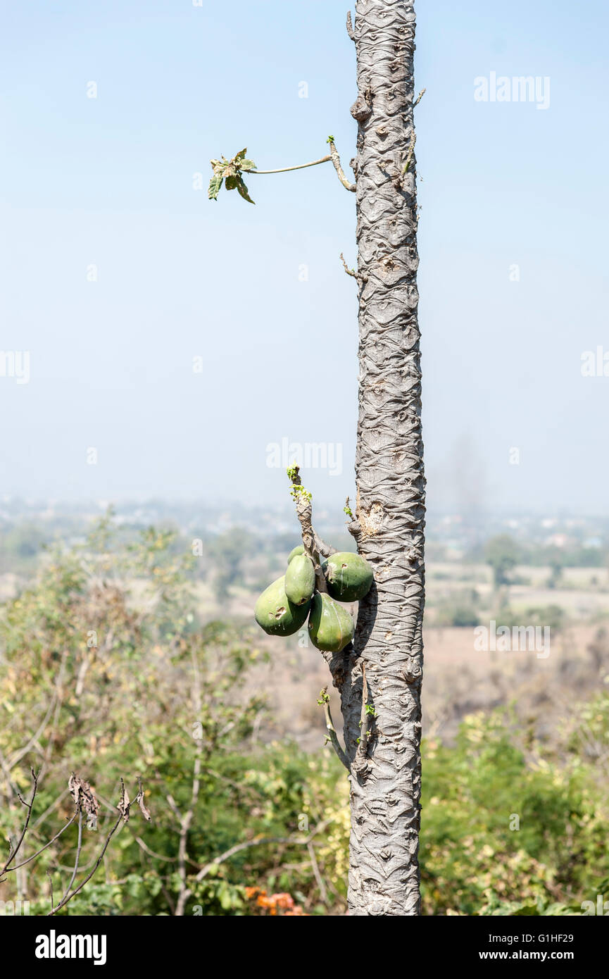 Fruits in myanmar hi-res stock photography and images - Alamy