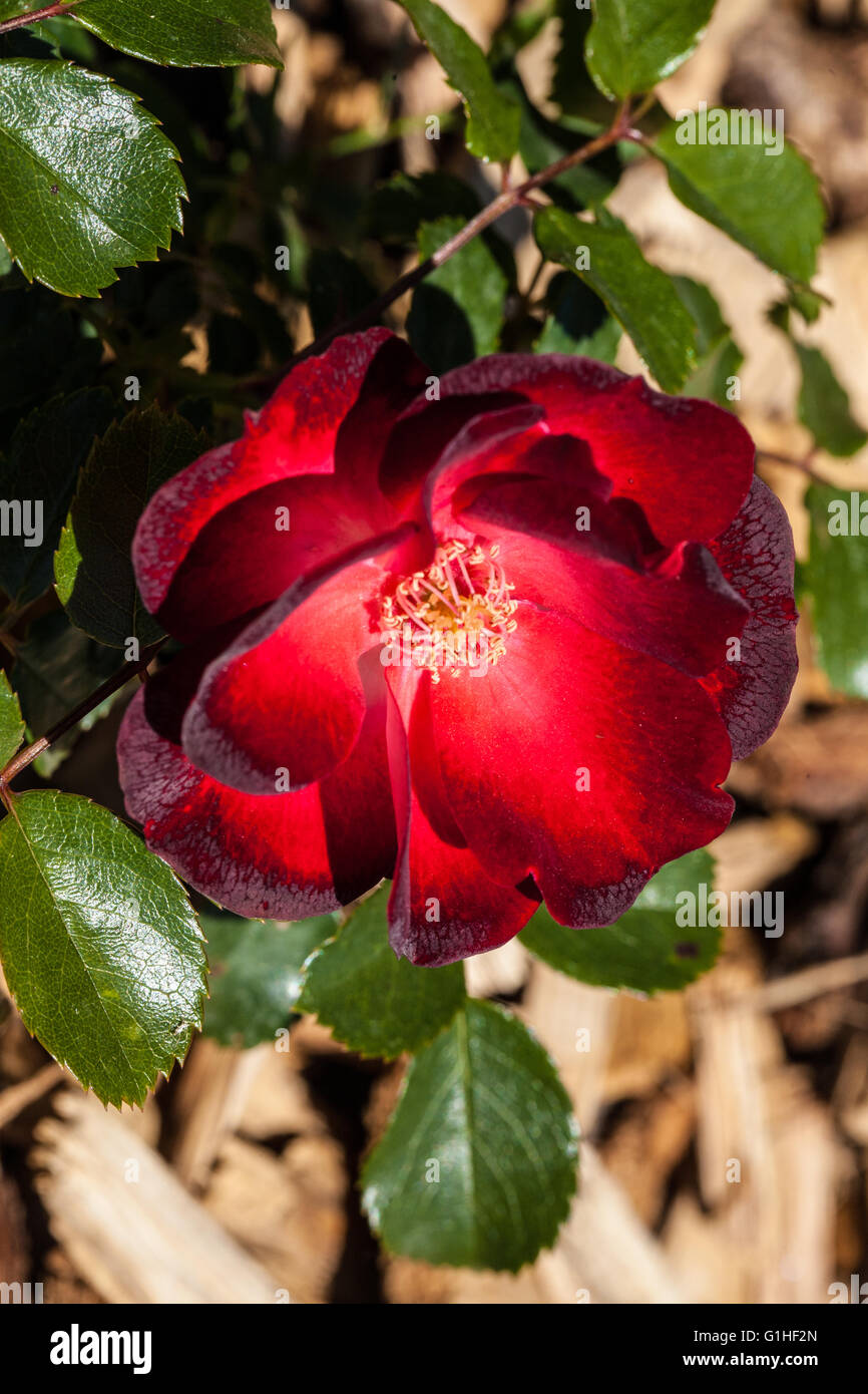 Rose species identification hi-res stock photography and images - Alamy