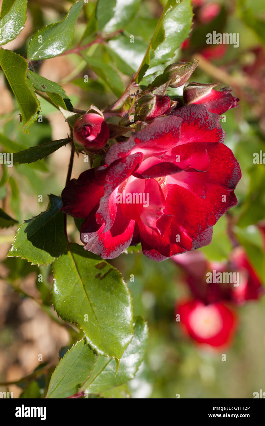 Rose sepal hi-res stock photography and images - Alamy