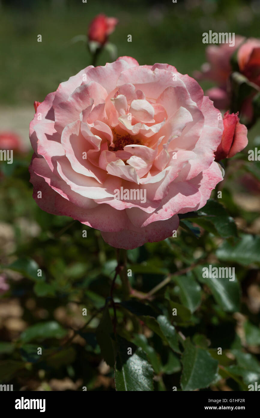 Rose species identification hi-res stock photography and images - Alamy