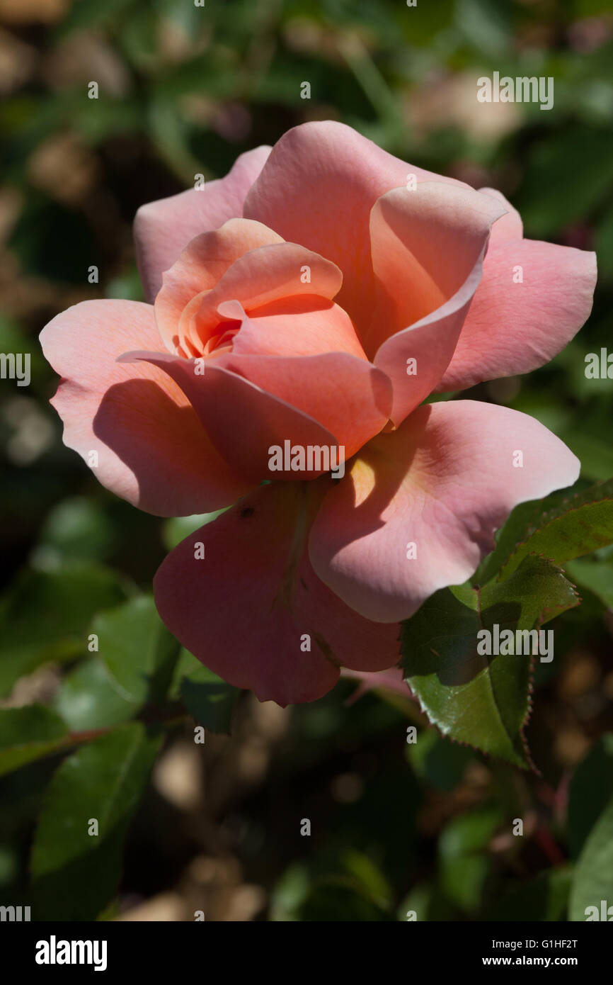 Rose species identification hi-res stock photography and images - Alamy