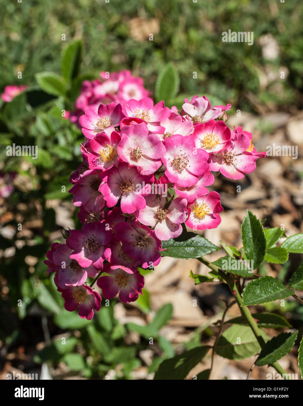 Rose sepal hi-res stock photography and images - Alamy
