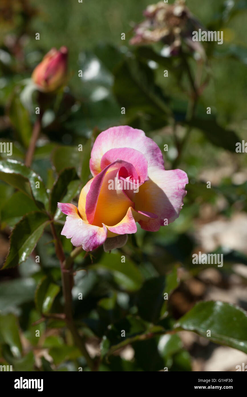 Rose species identification hi-res stock photography and images - Alamy