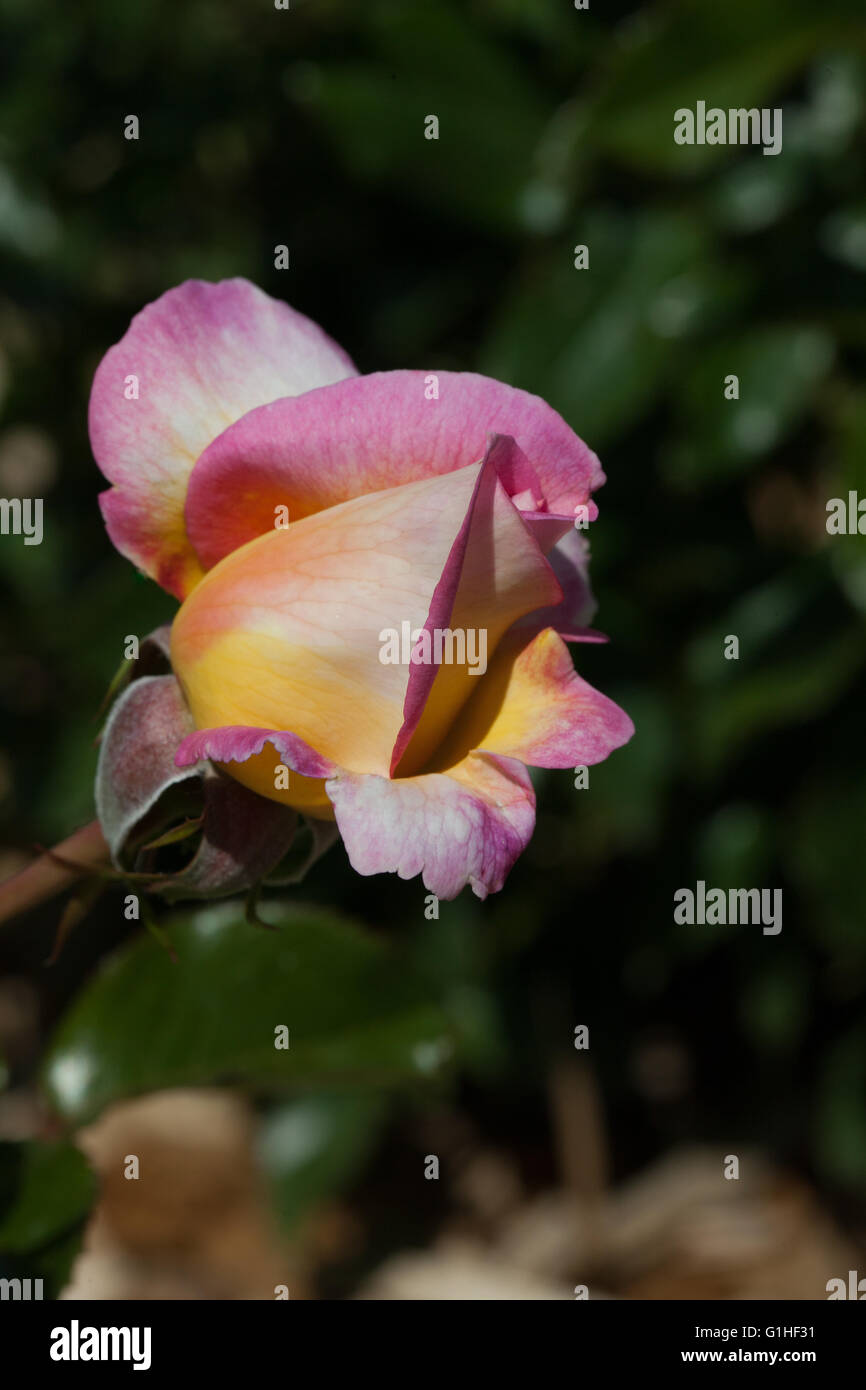 Rose species identification hi-res stock photography and images - Alamy