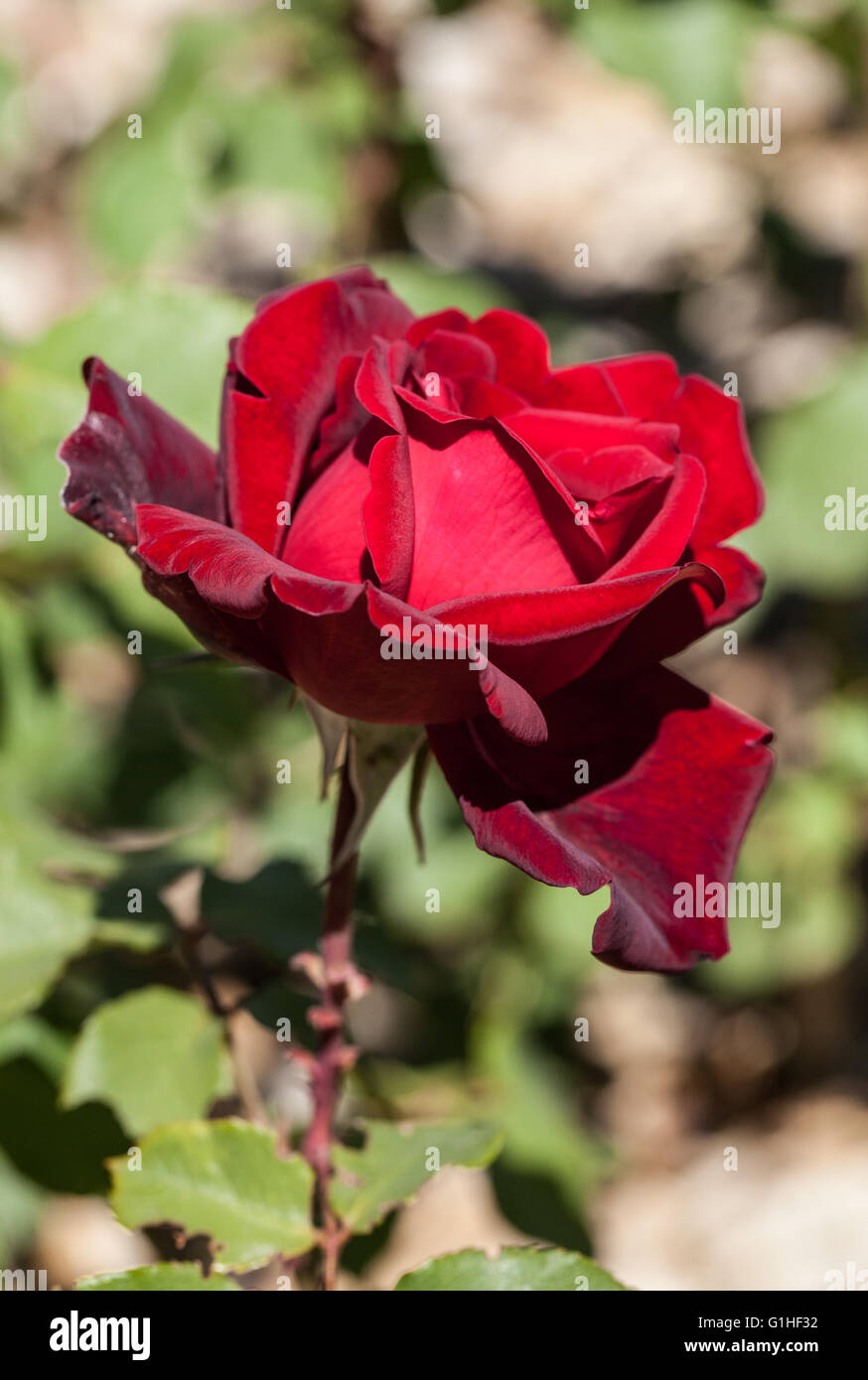 Rose species identification hi-res stock photography and images - Alamy