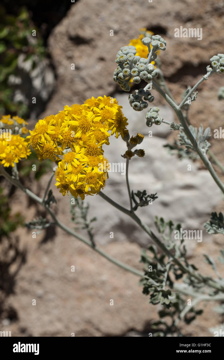 Jacobaea maritima hi-res stock photography and images - Alamy