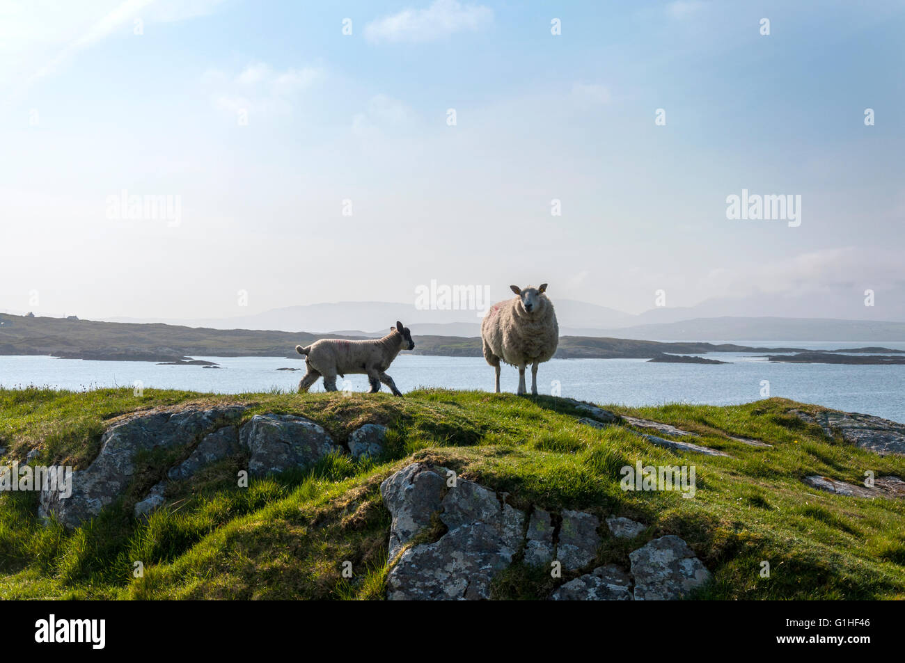 Sheep farm farming farms county donegal irish ireland landscape hi-res ...