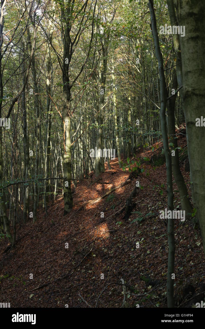 Rennsteig hiking hi-res stock photography and images - Alamy