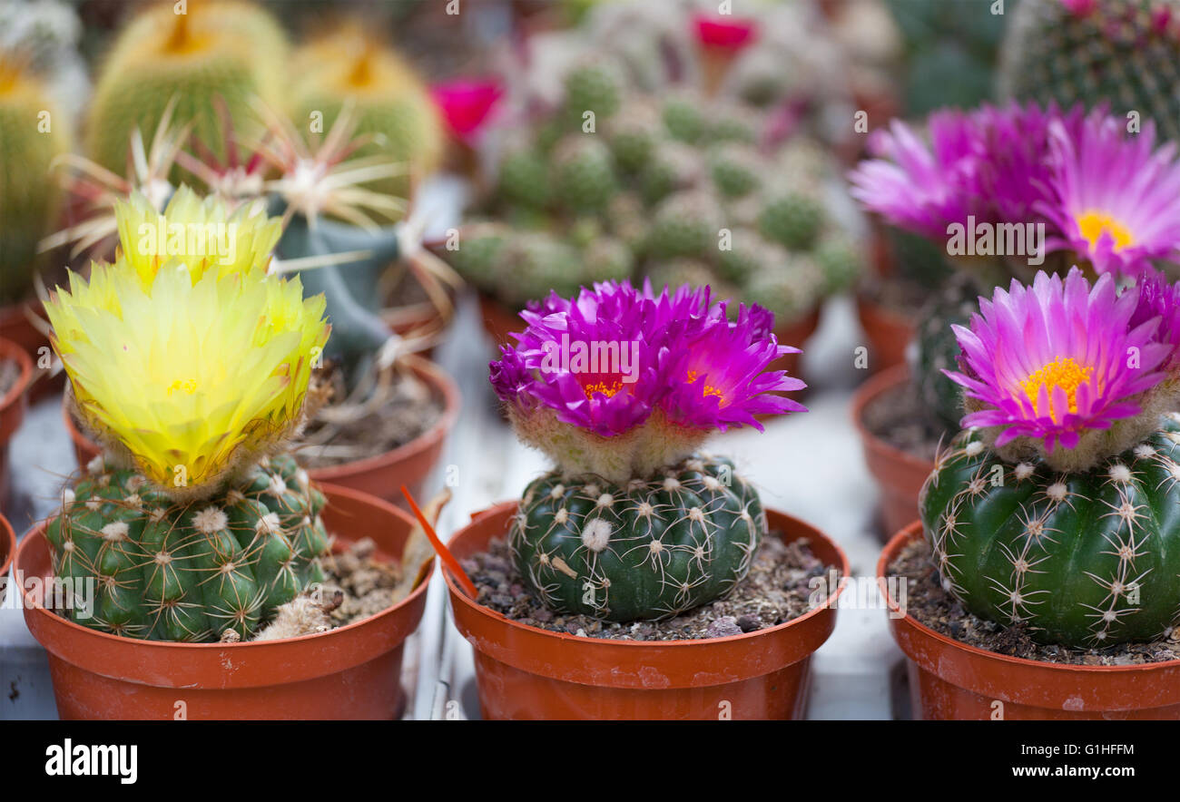 My cactus hi-res stock photography and images - Alamy