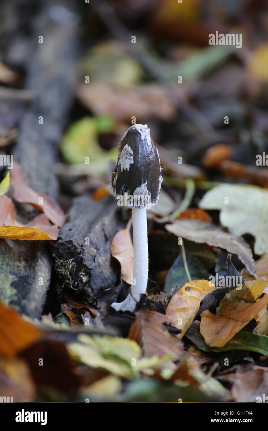 Magpie ink cap hi-res stock photography and images - Alamy