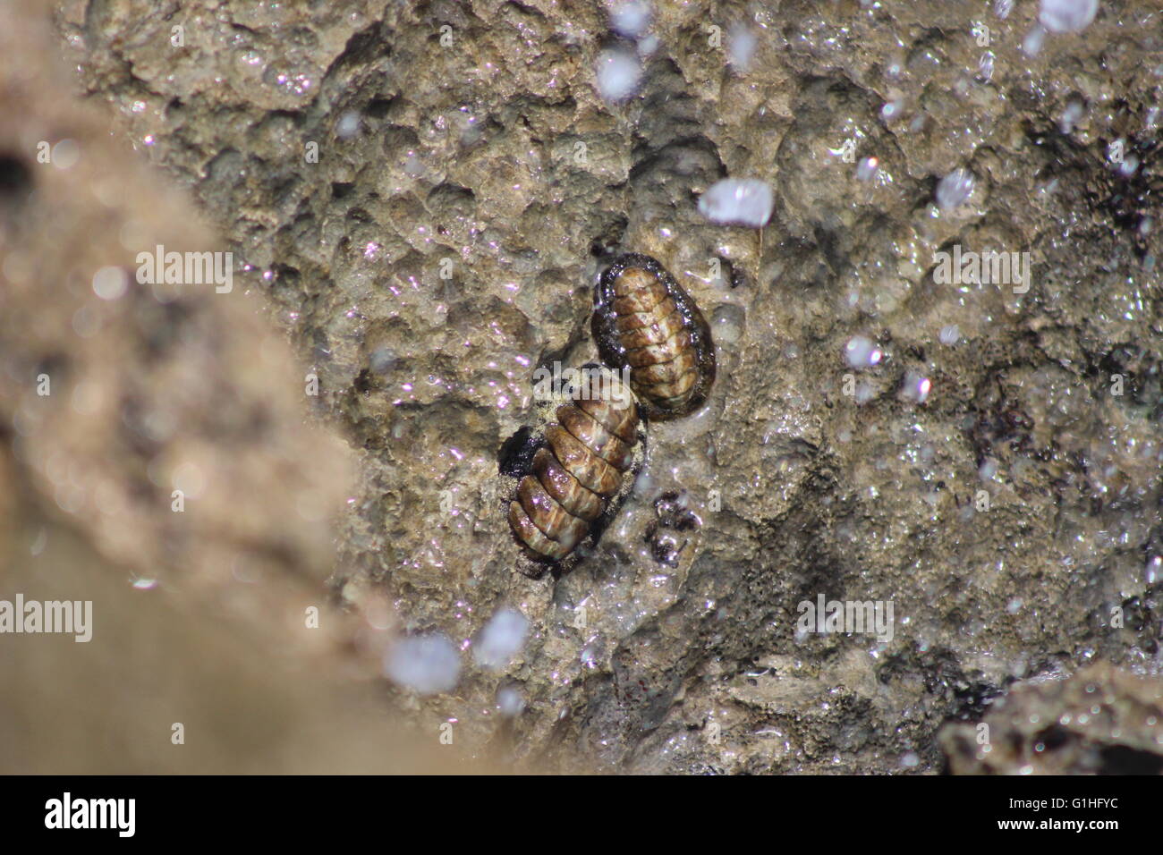 Island of barbados hi-res stock photography and images - Alamy