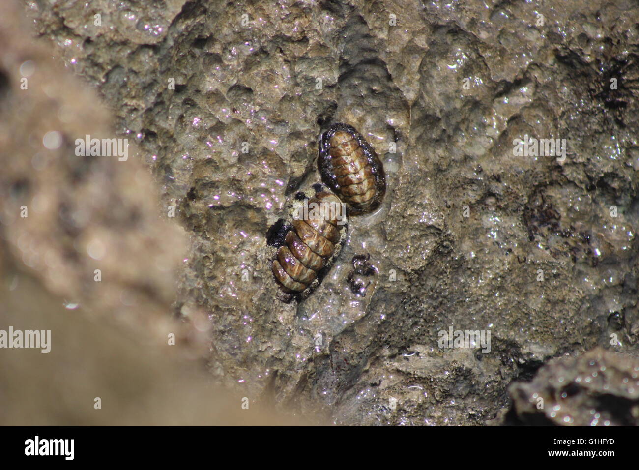 Chiton rocks hi-res stock photography and images - Alamy