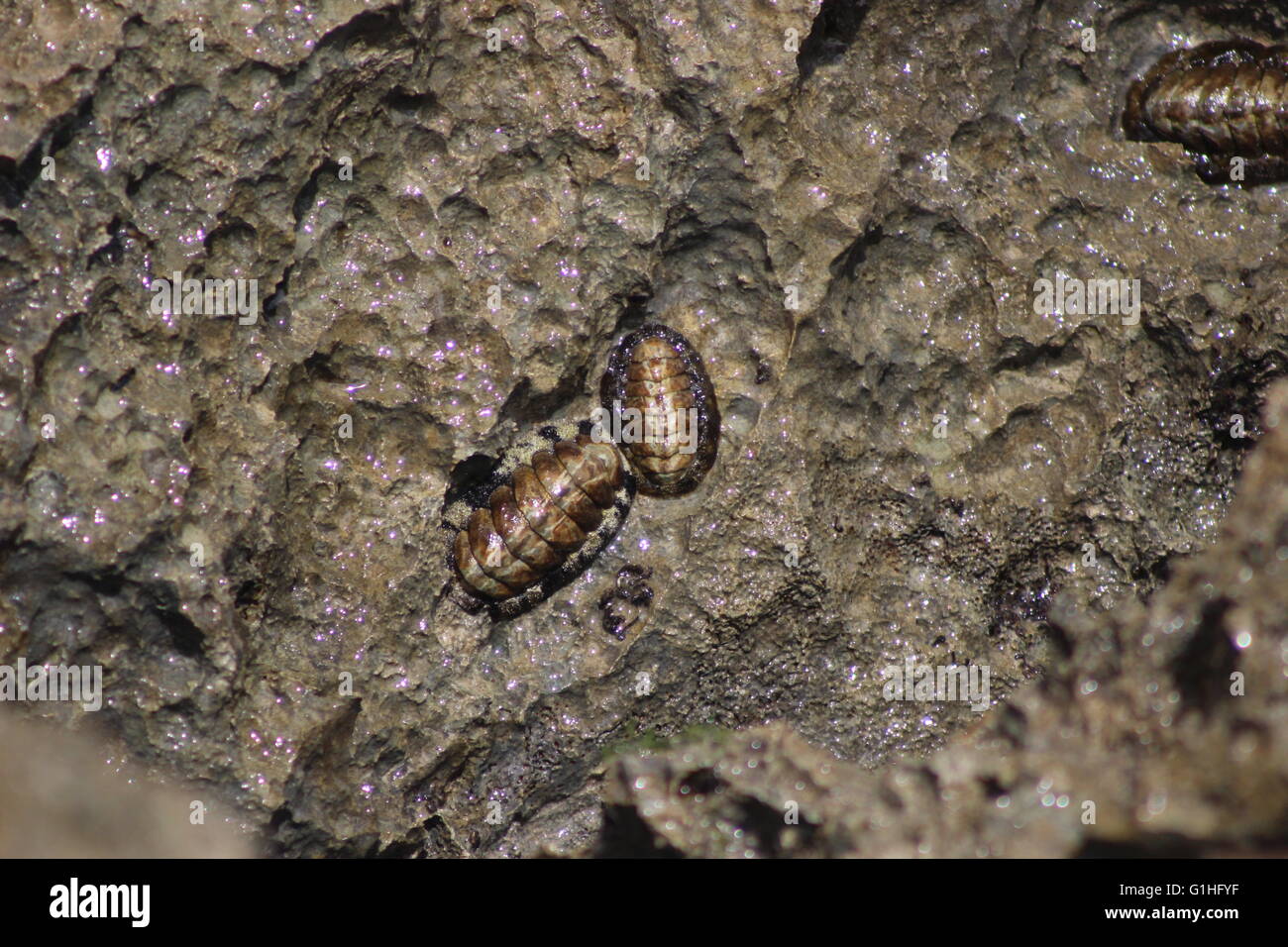 Chiton rocks hi-res stock photography and images - Alamy