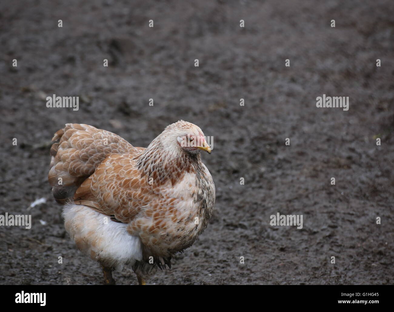 A hen (Gallus gallus domesticus Stock Photo - Alamy