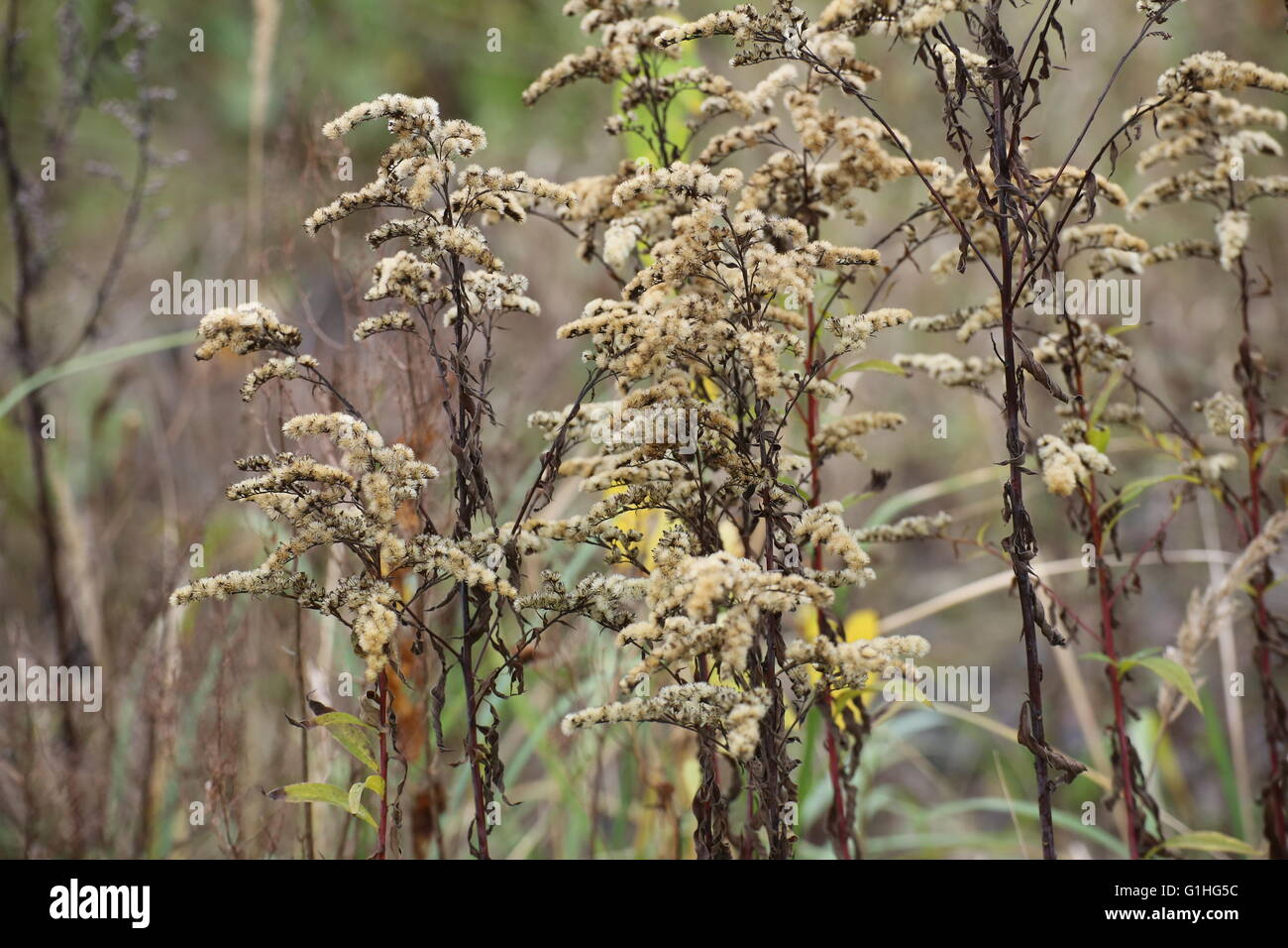 Giant Goldenrod (Solidago gigantea) inflorescence with fruits Stock ...