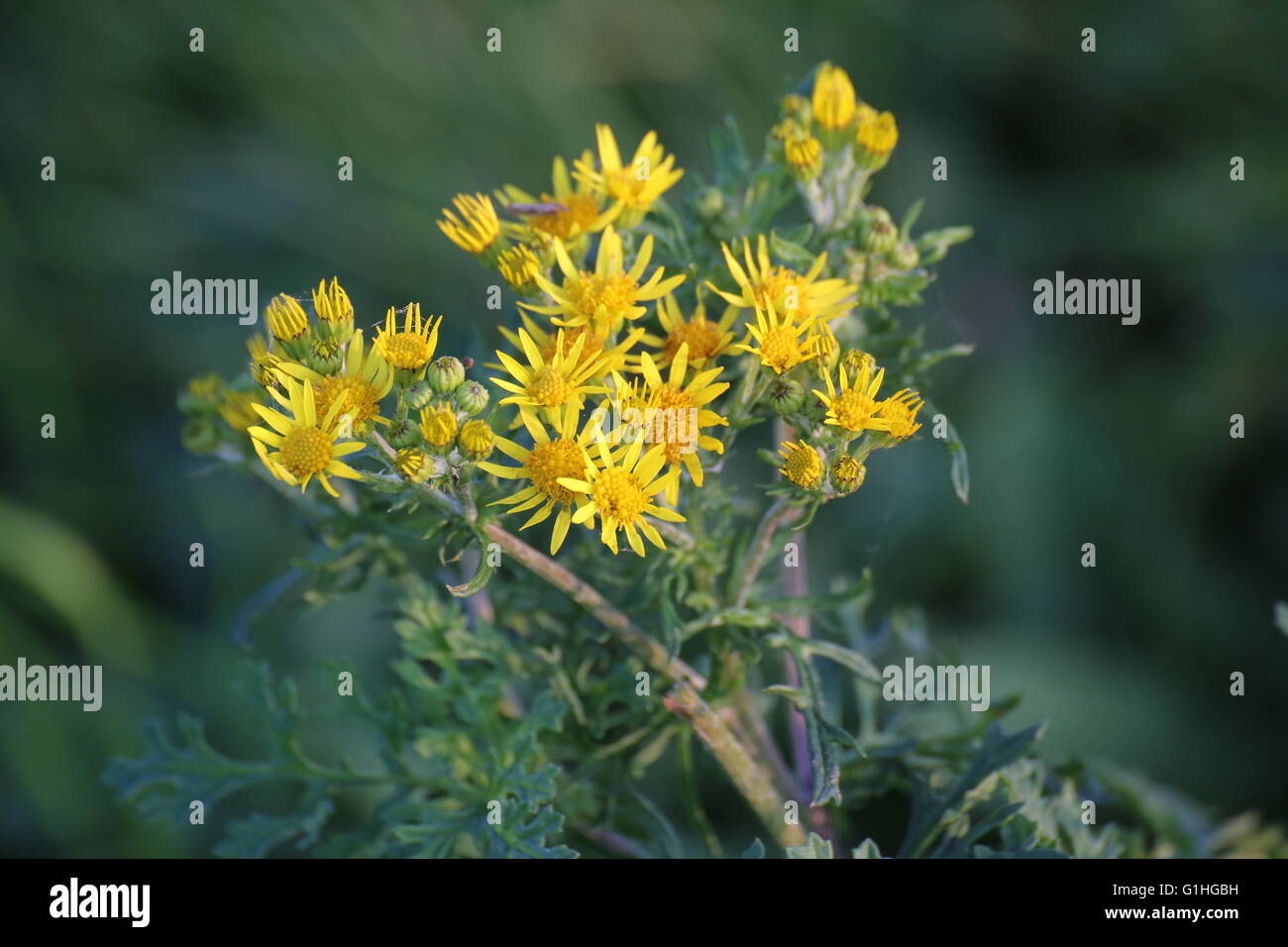 Blossoms of the ragwort (Senecio jacobaea Stock Photo - Alamy