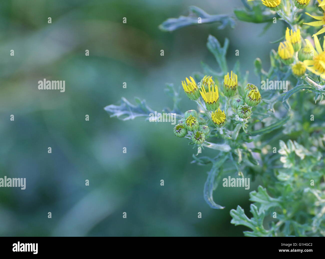 Blossoms of the ragwort (Senecio jacobaea Stock Photo - Alamy