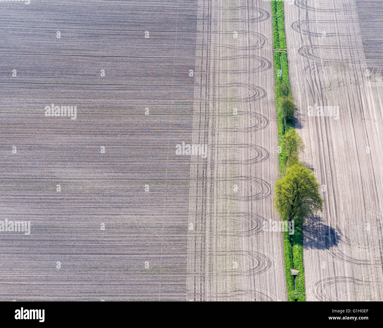 Hedge of trees, to protect against erosion, field, near Celle, Lower ...