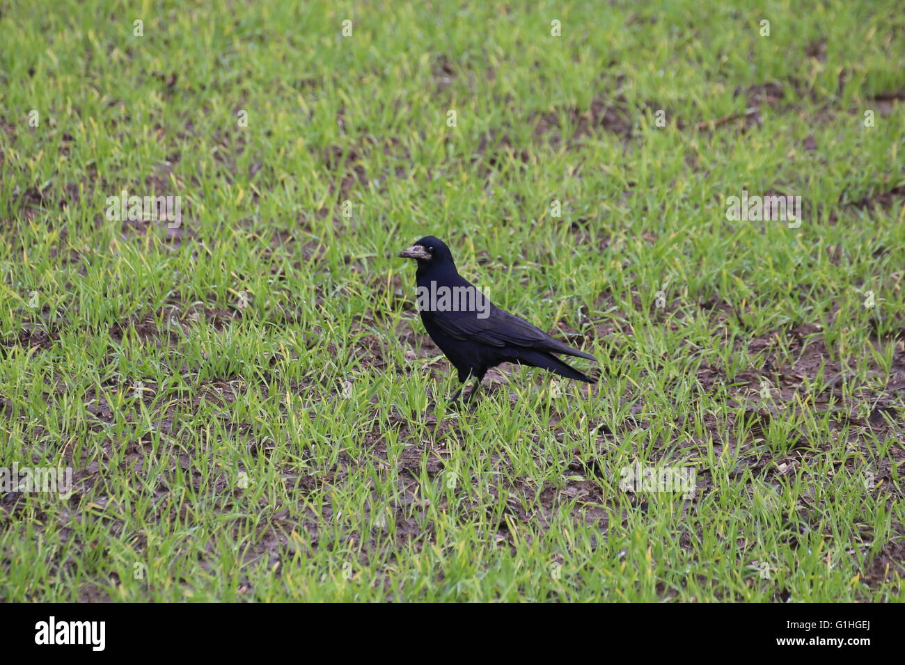 Rook (Corvus frugilegus) on a field Stock Photo - Alamy