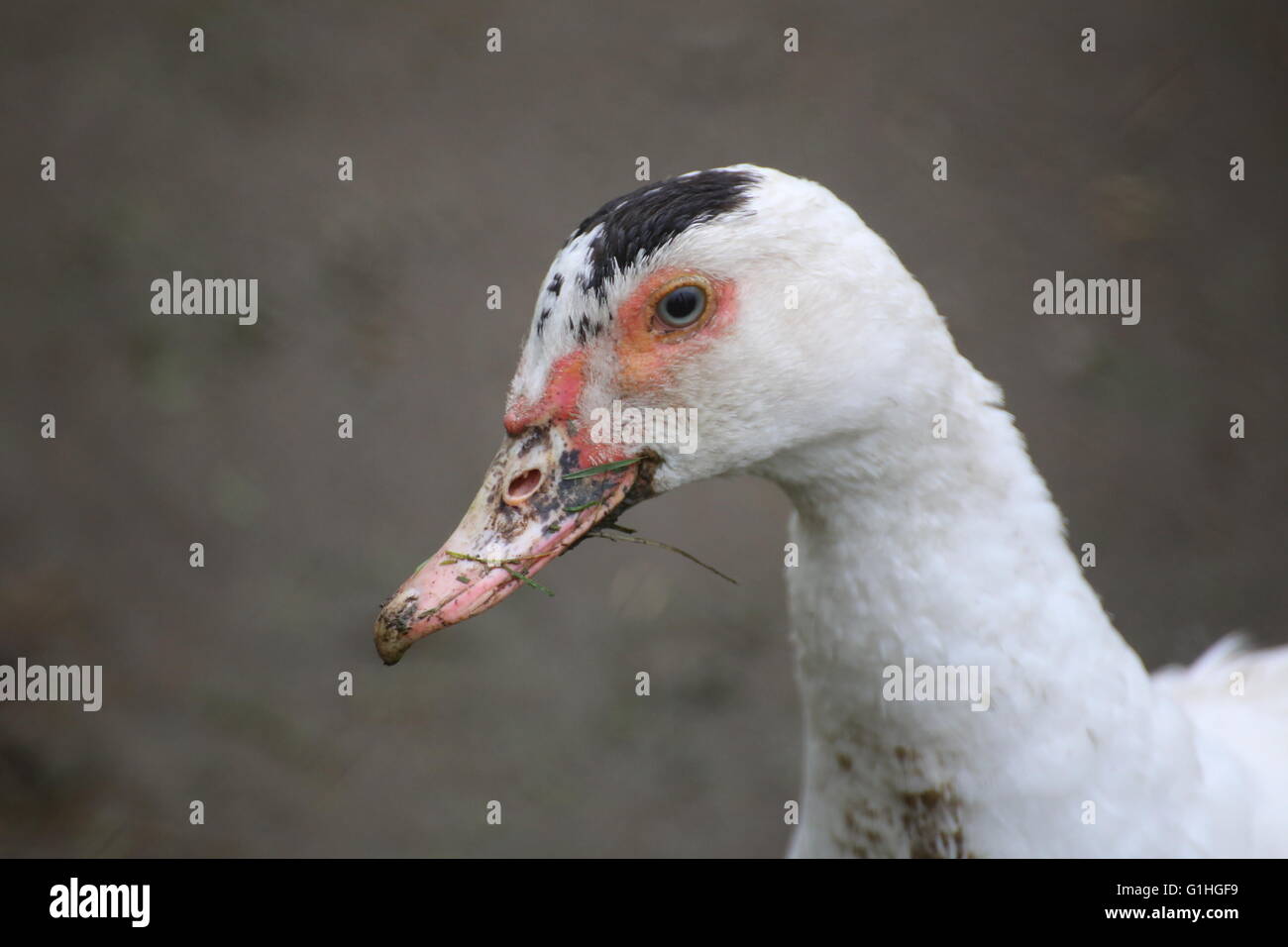 White duck red face hi-res stock photography and images - Alamy