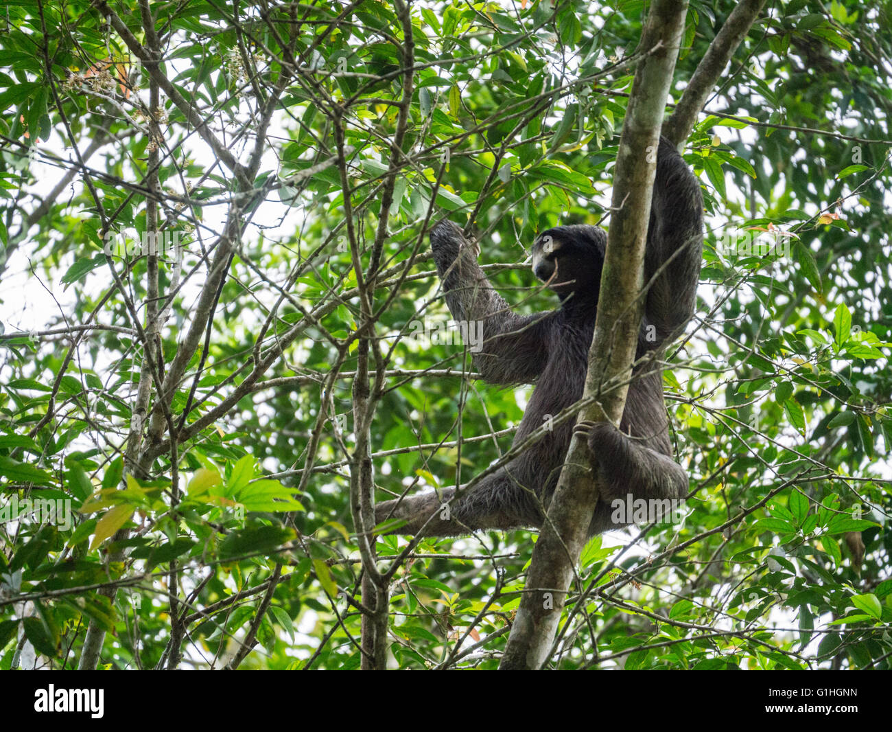 Three toed sloth in a tree Stock Photo - Alamy