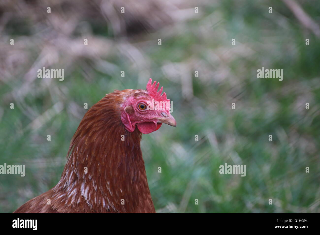 Portrait of a hen (Gallus gallus domesticus Stock Photo - Alamy