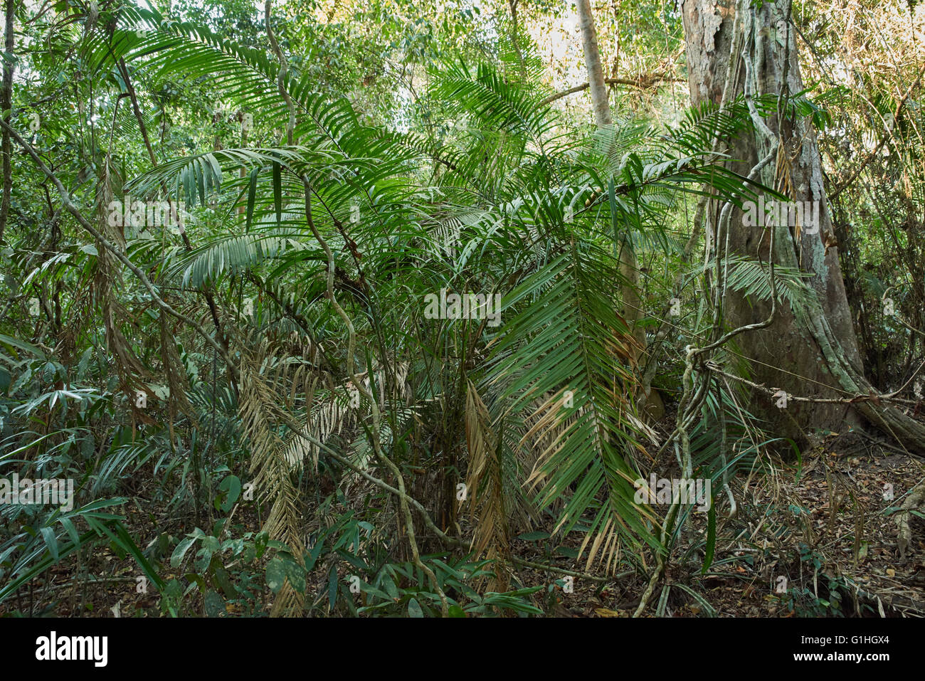 Khao Yai trees Stock Photo - Alamy