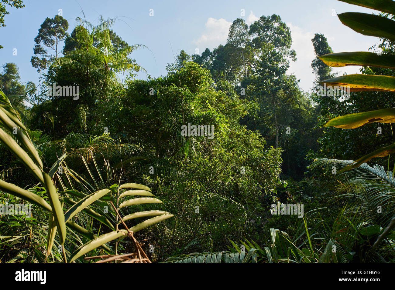 Khao Yai trees Stock Photo - Alamy