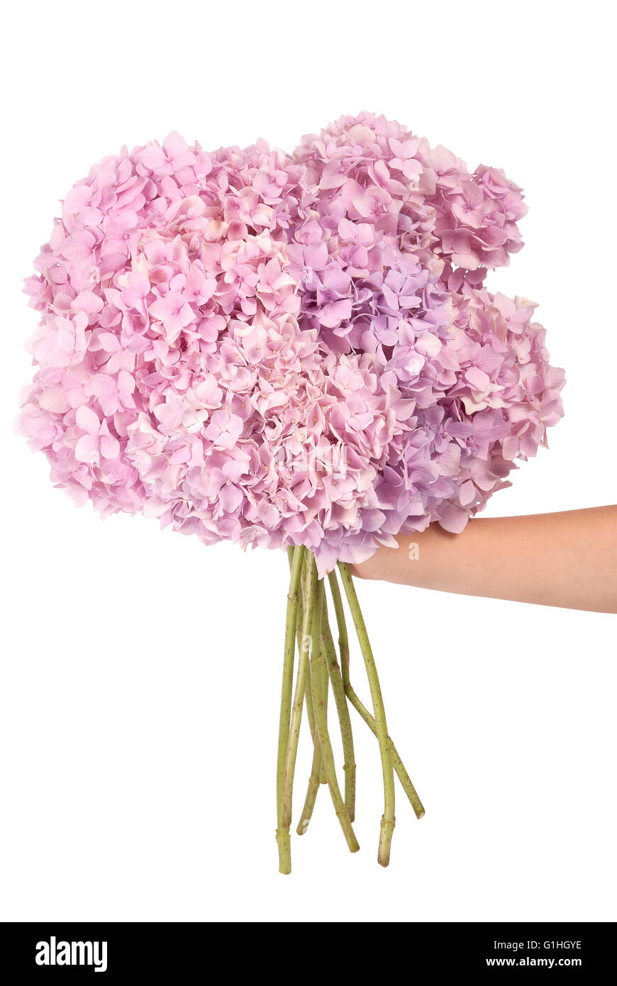 Pink flower hydrangea in hands on white background. Clipping path ...