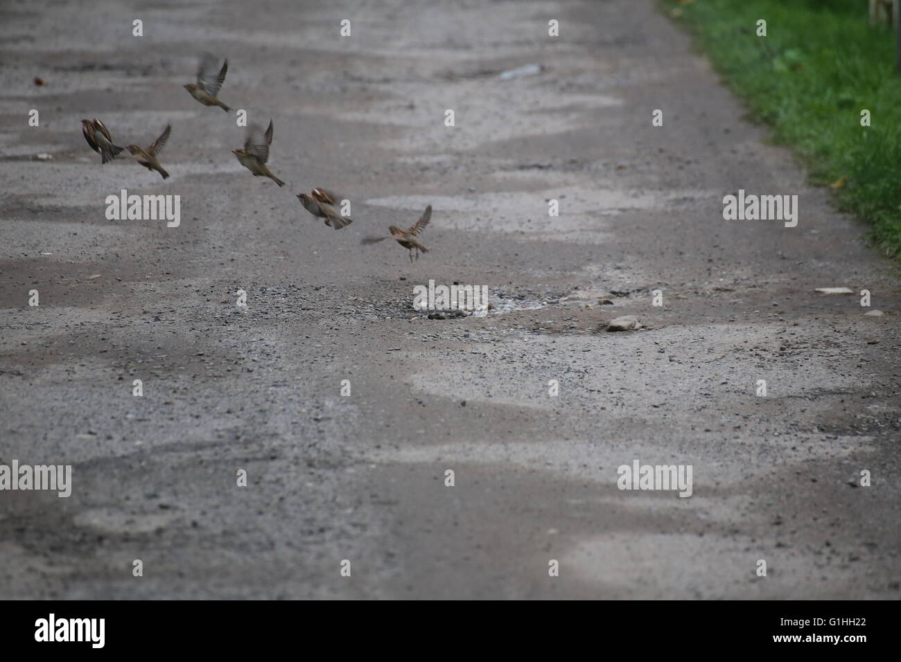 A flock of sparrows (Passer domesticus) taking off from a dirt road ...