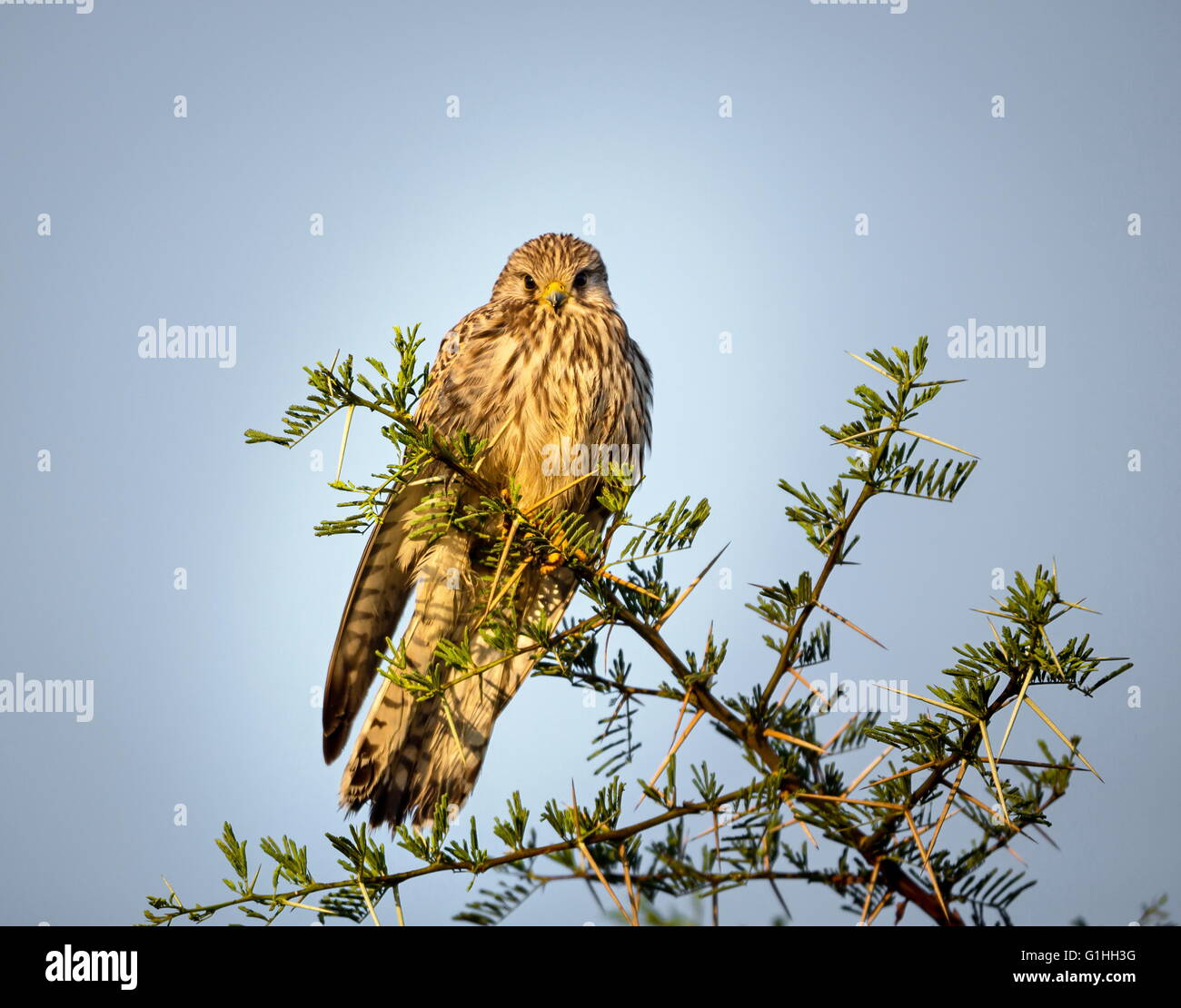 Common Kestrel in a field in India Stock Photo - Alamy