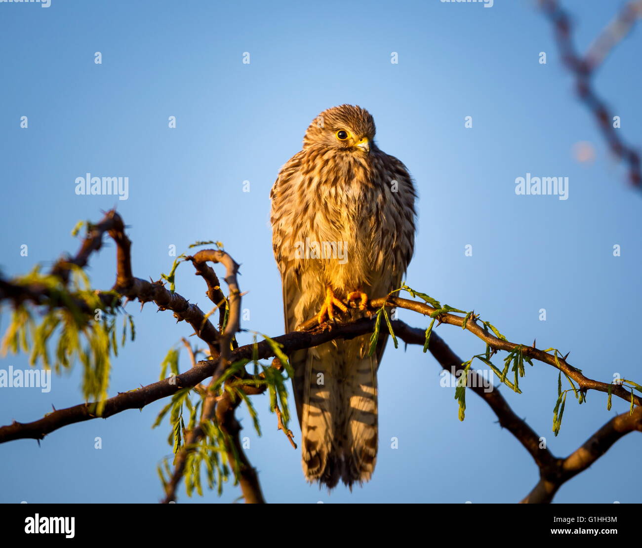 Common Kestrel in a field in India Stock Photo - Alamy