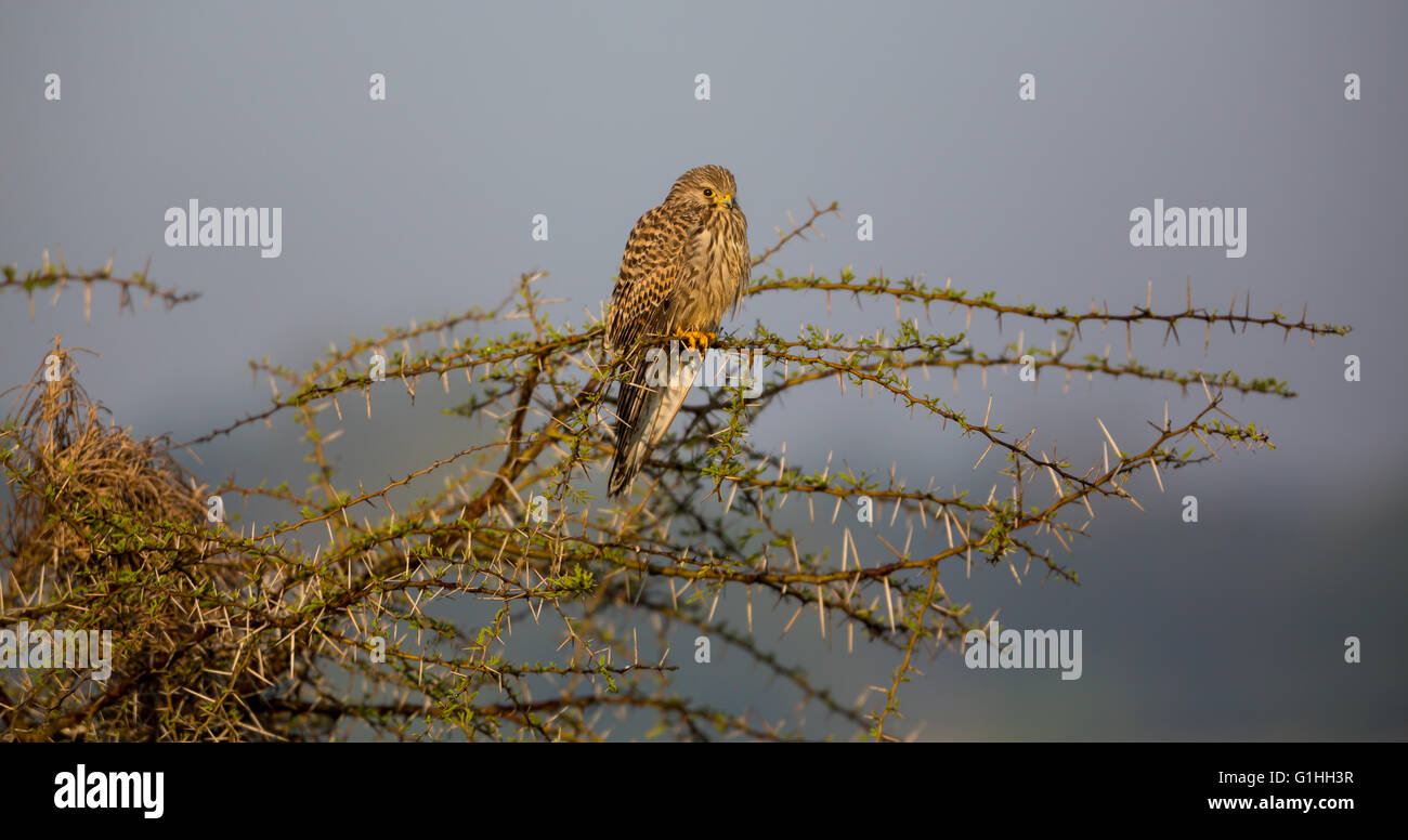 Common Kestrel in a field in India Stock Photo - Alamy
