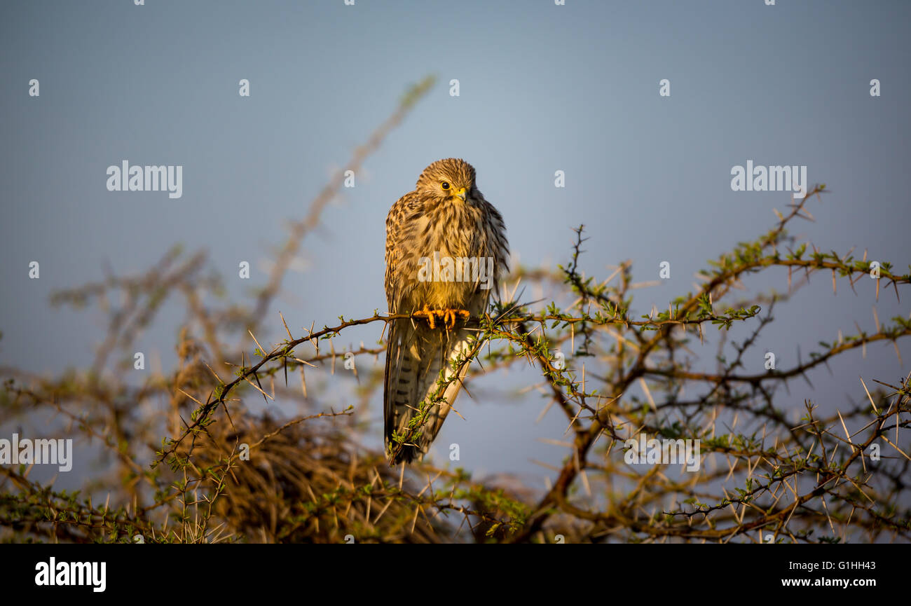 India bird hi-res stock photography and images - Alamy