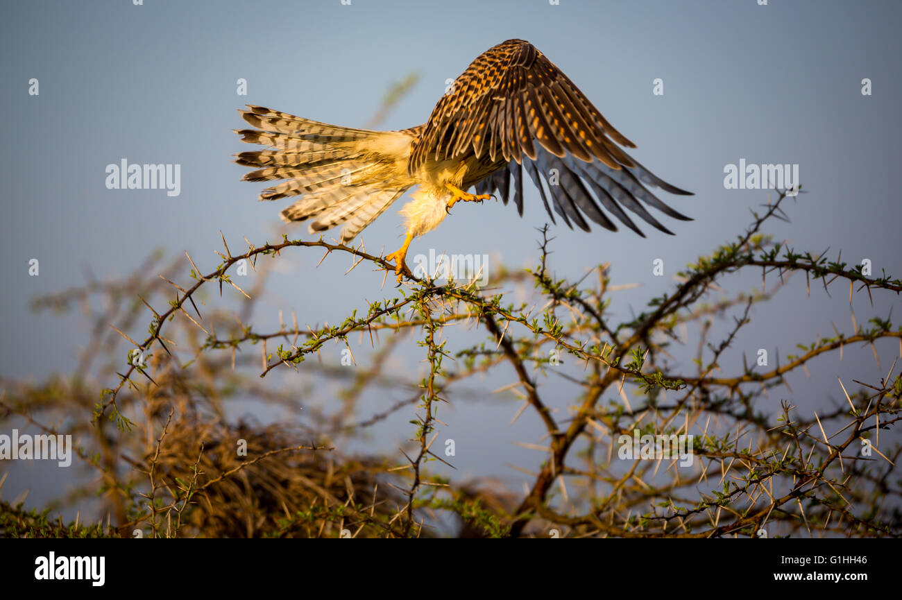 Common Kestrel in a field in India Stock Photo - Alamy