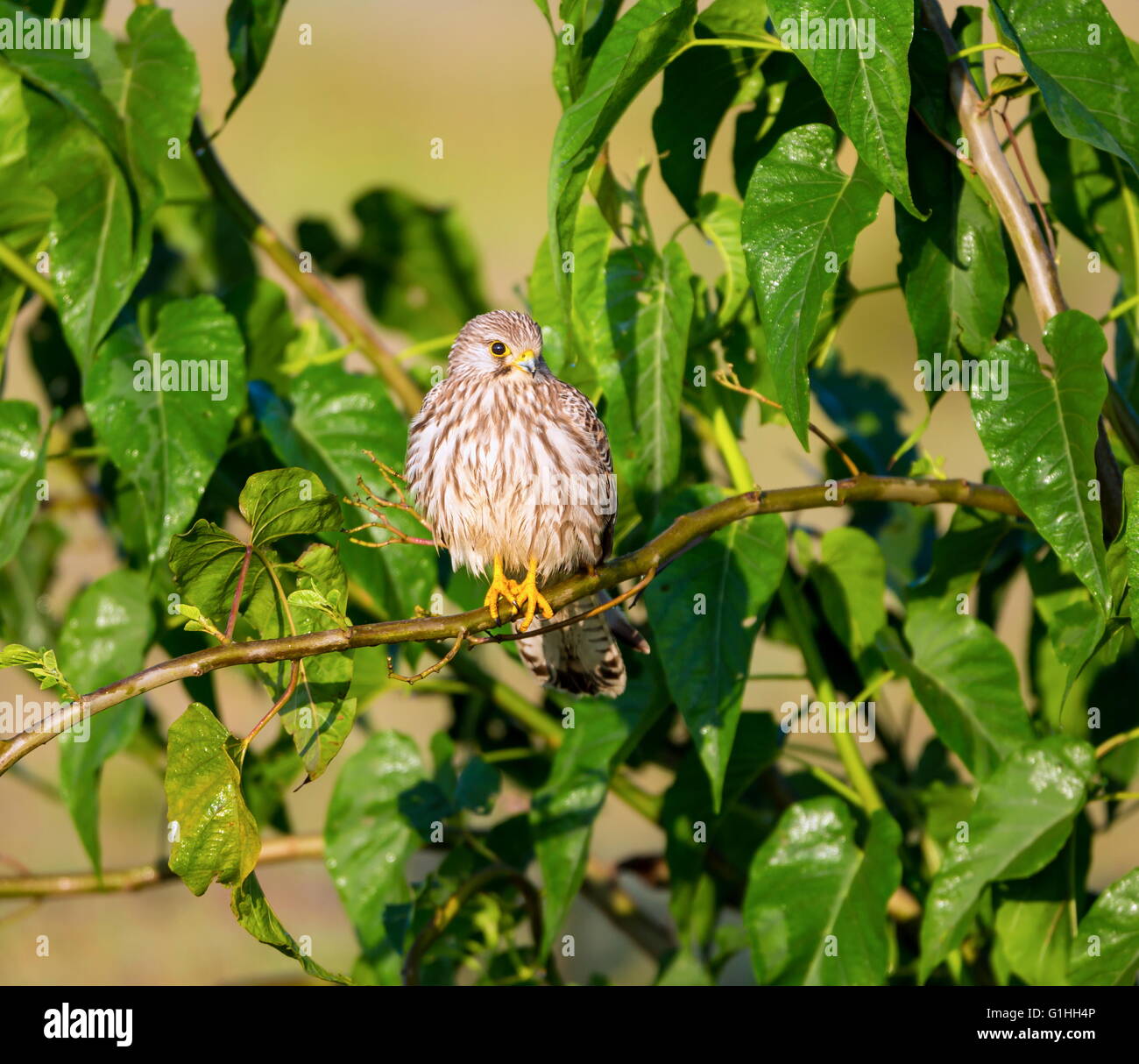 Common Kestrel in a field in India Stock Photo - Alamy