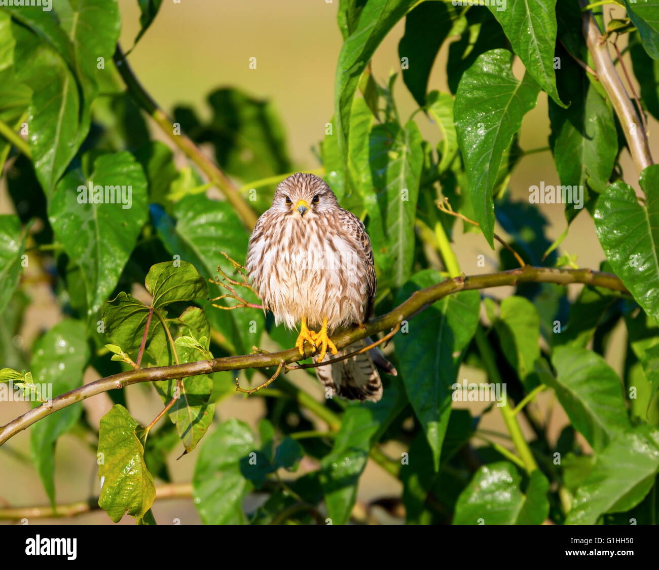 Common Kestrel in a field in India Stock Photo - Alamy
