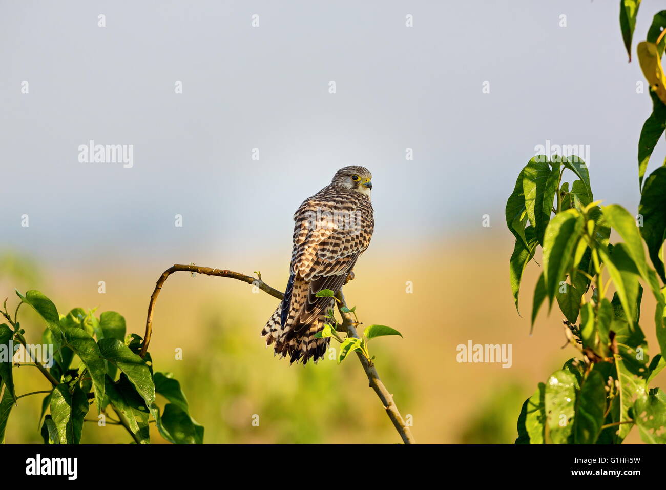 Common Kestrel in a field in India Stock Photo - Alamy