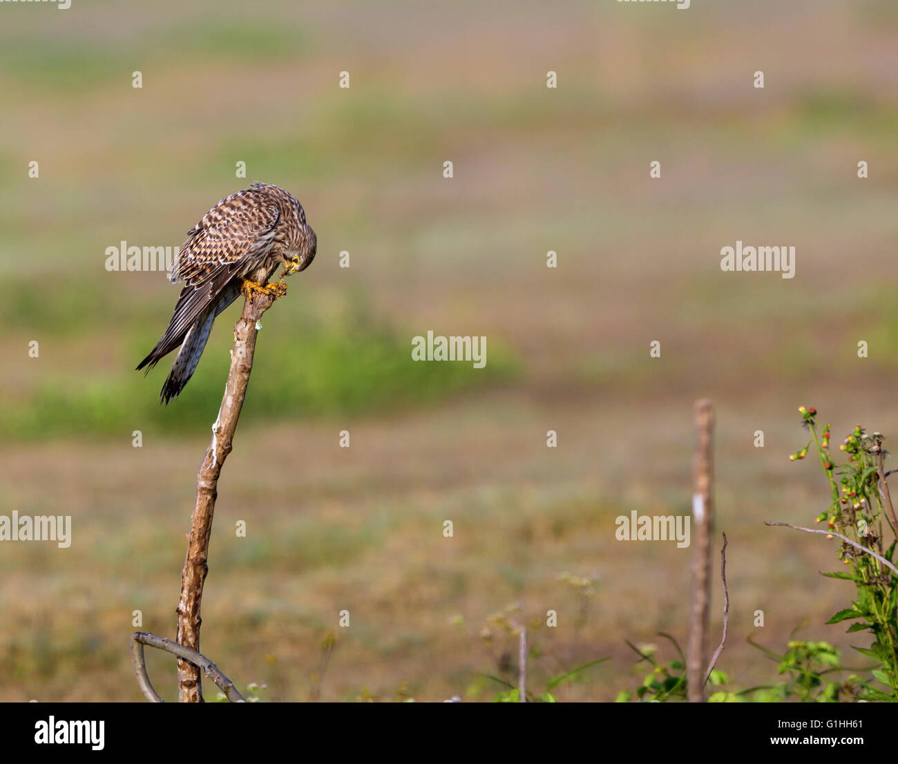 Common Kestrel in a field in India Stock Photo - Alamy