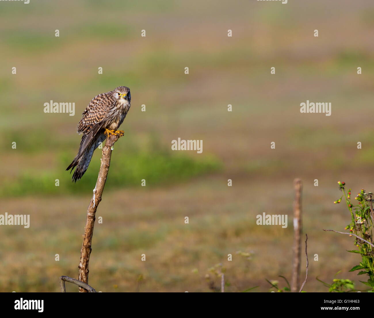 Common Kestrel in a field in India Stock Photo - Alamy