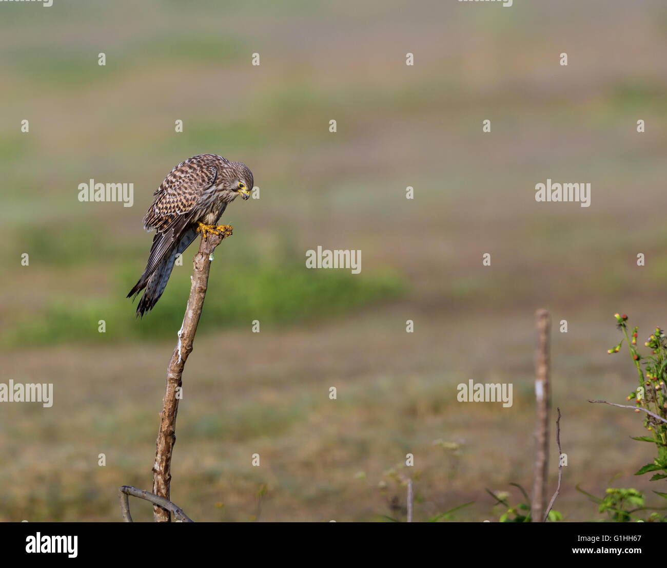 Common Kestrel in a field in India Stock Photo - Alamy