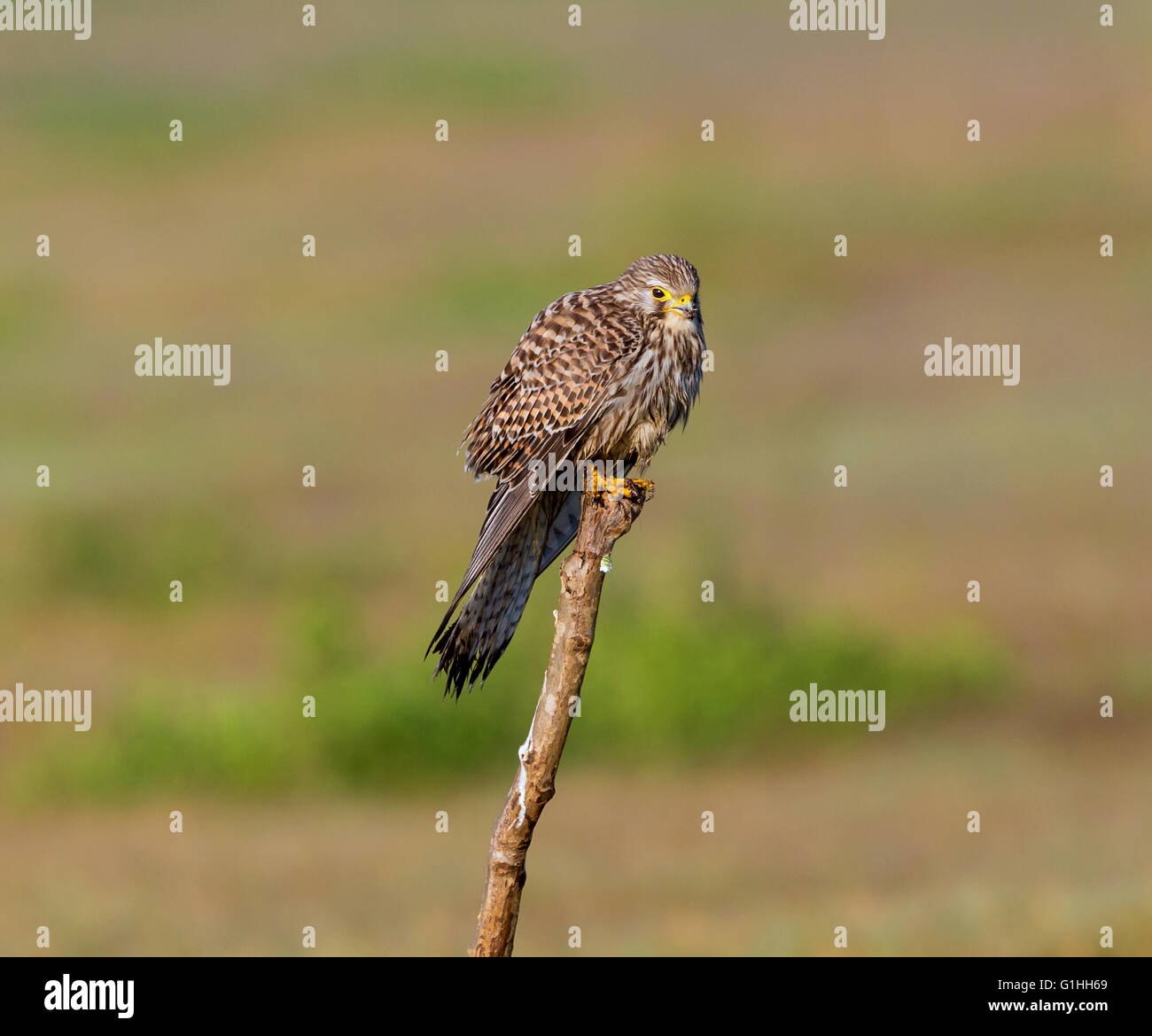 Common Kestrel in a field in India Stock Photo - Alamy