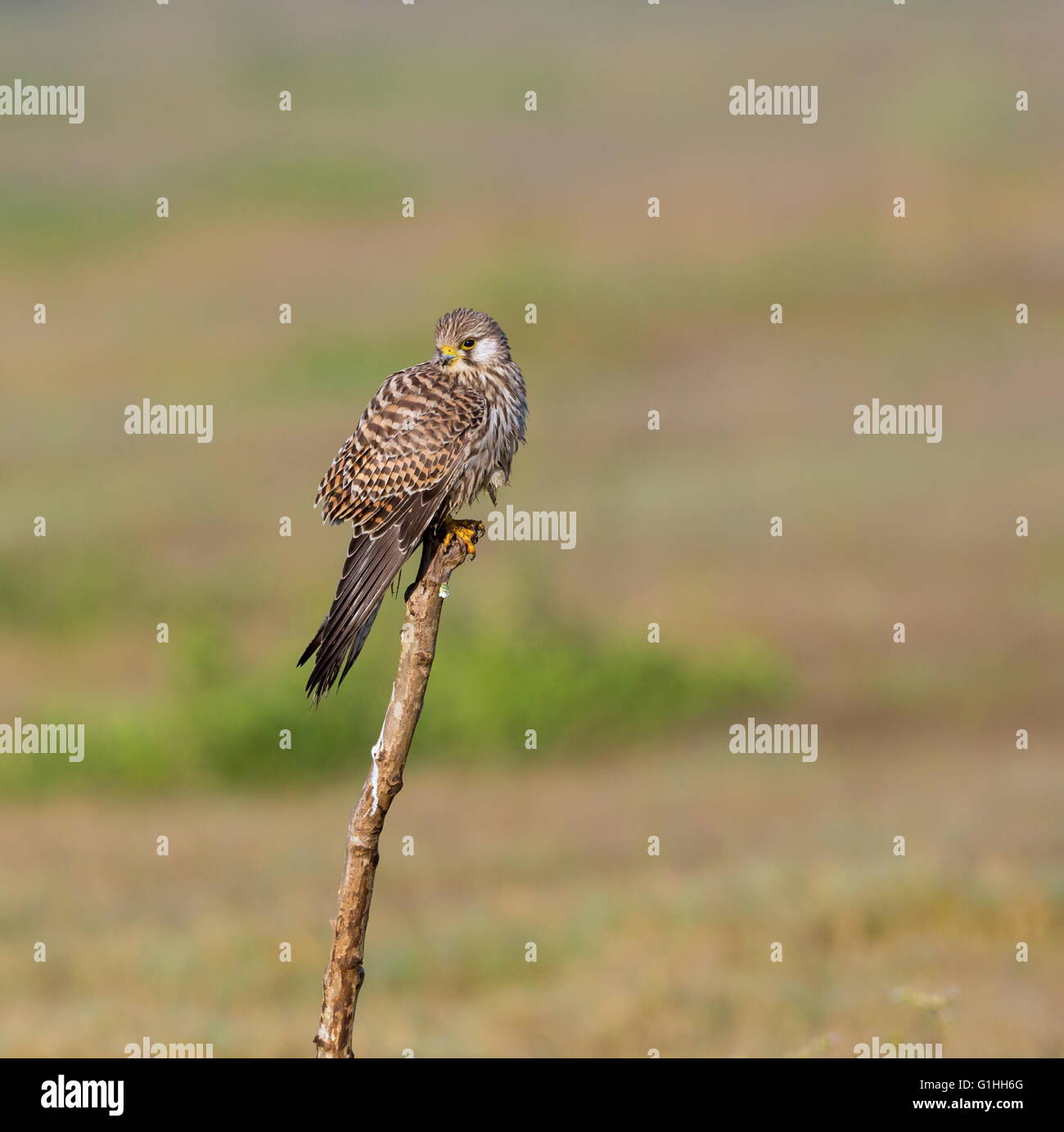 Common Kestrel in a field in India Stock Photo - Alamy