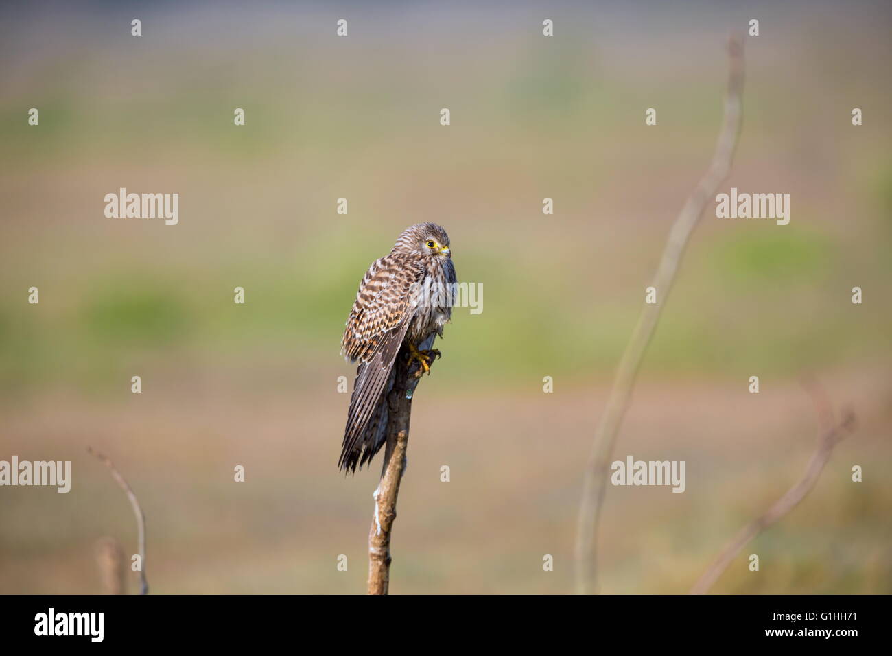 Common Kestrel in a field in India Stock Photo - Alamy