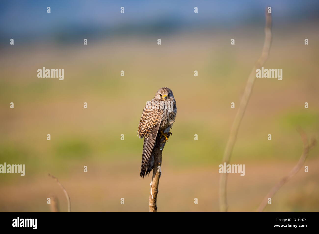 Common Kestrel in a field in India Stock Photo - Alamy